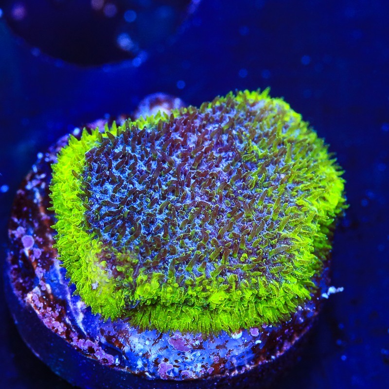 Psammocora reef coral